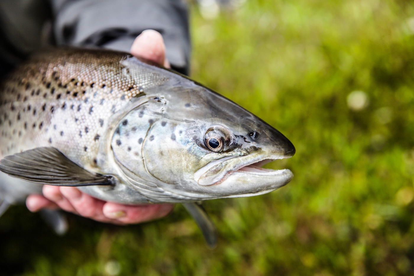 Fly Fishing on the Falkland Islands