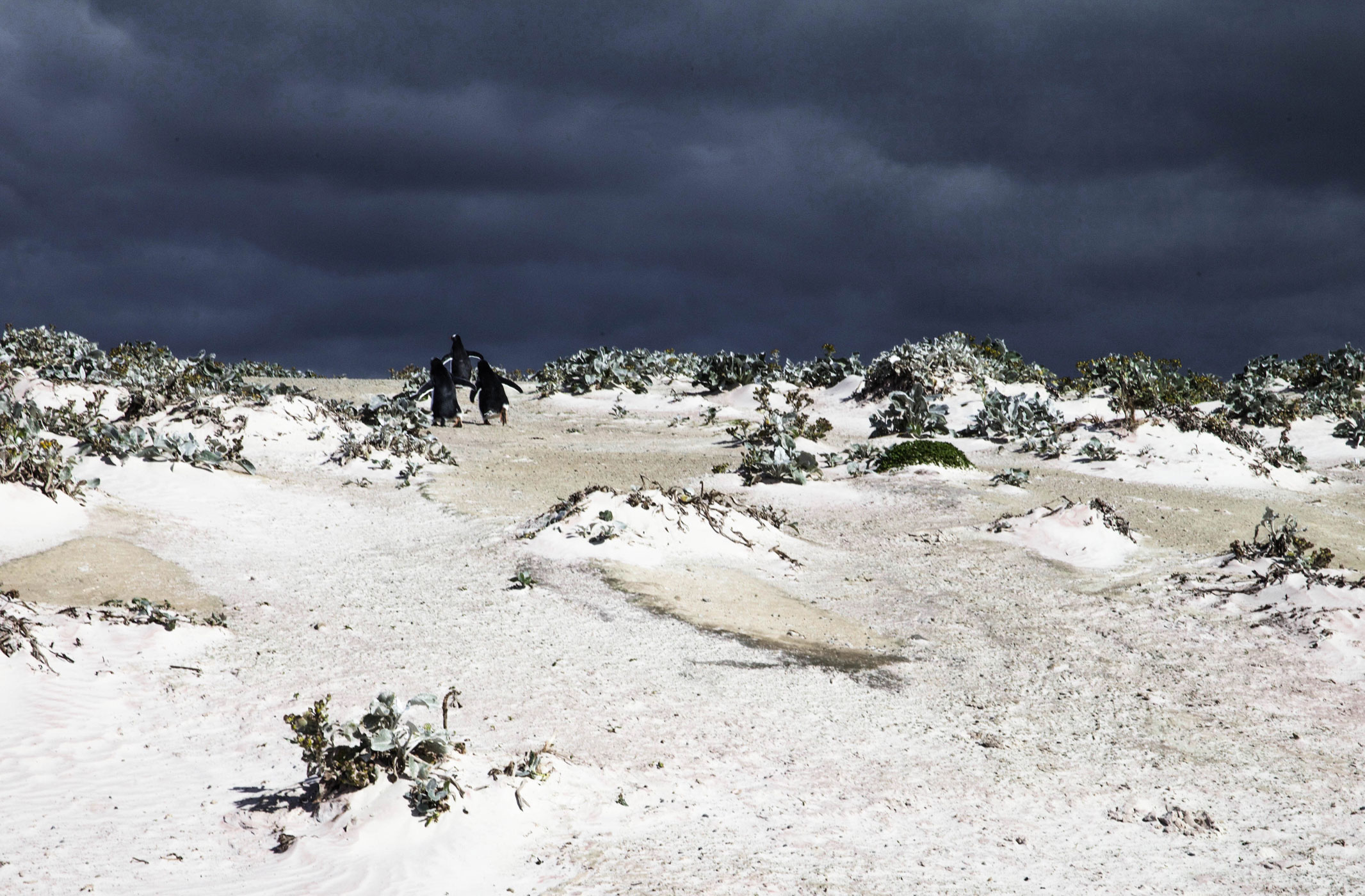 Fly Fishing on the Falkland Islands